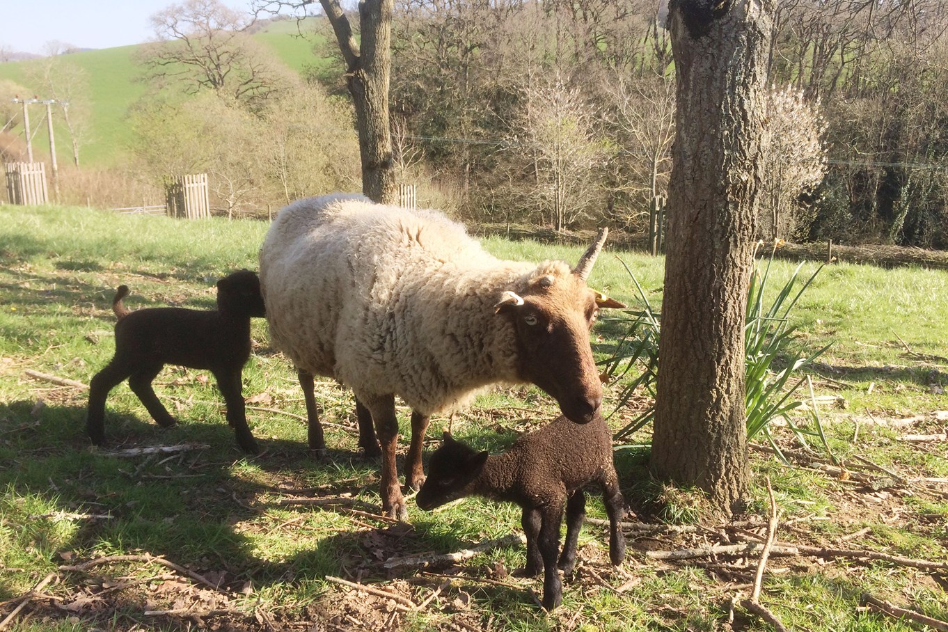 Meet the sheep at Sheldon retreat
