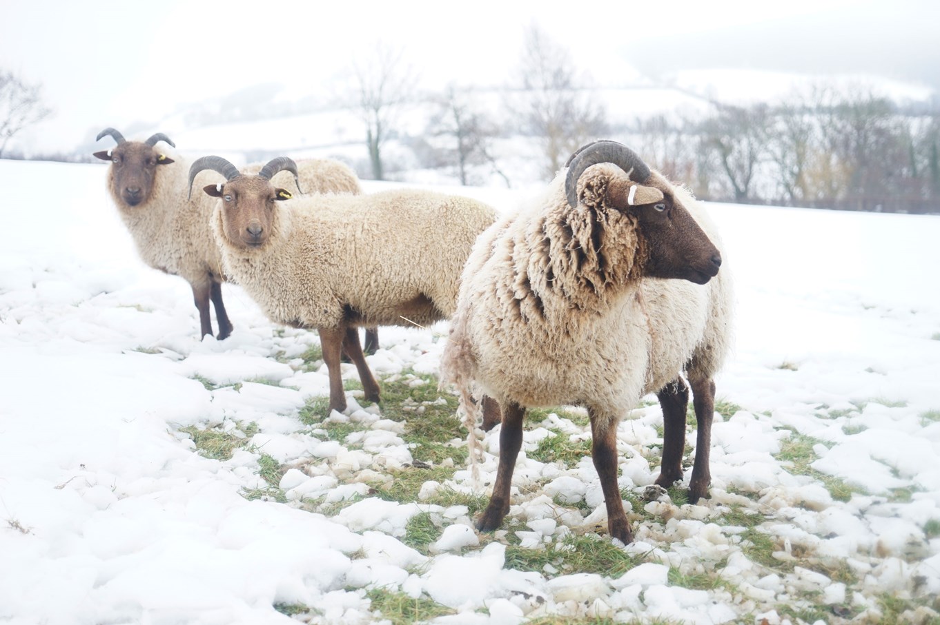 Meet the sheep at Sheldon retreat