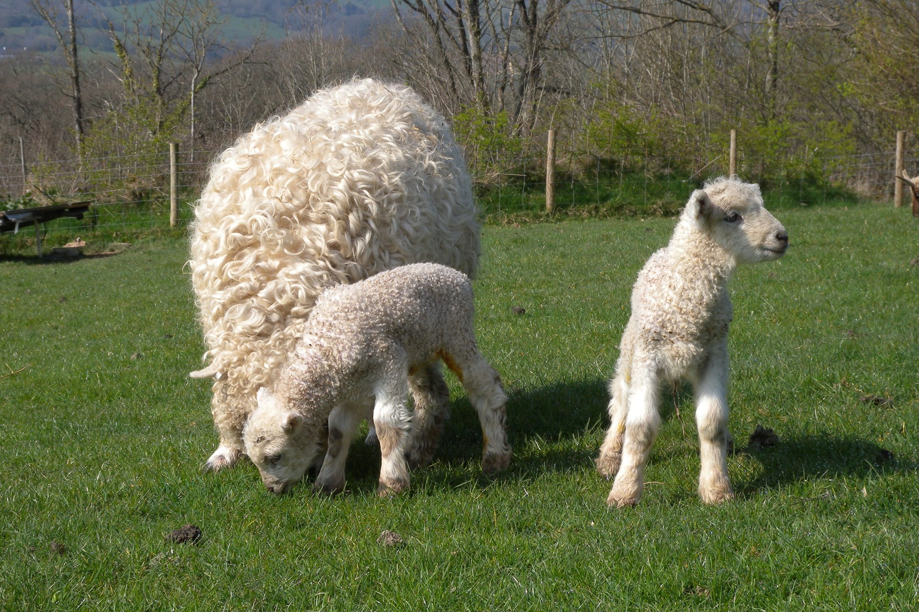 Meet the sheep at Sheldon retreat