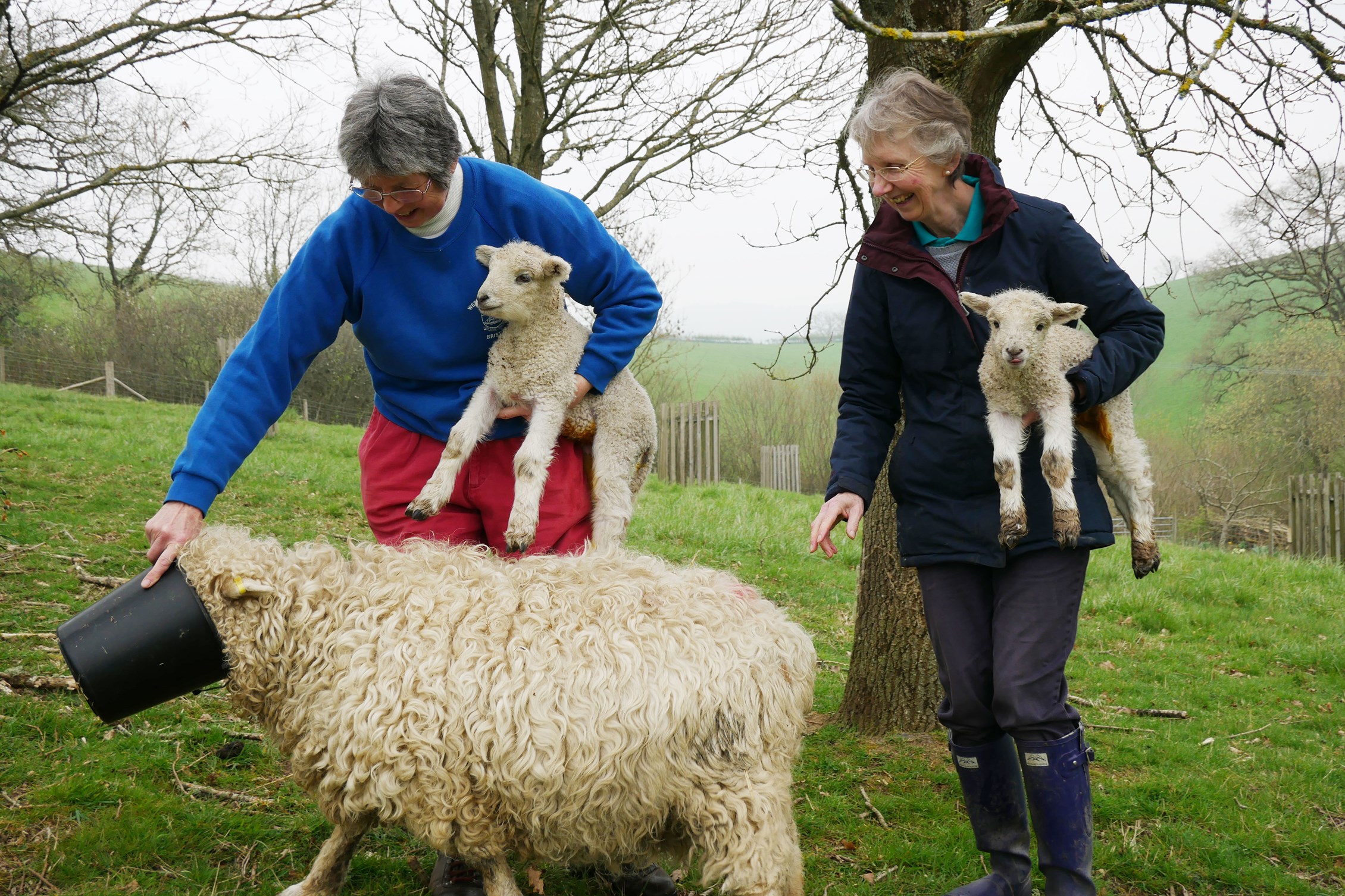 Meet the sheep at Sheldon retreat