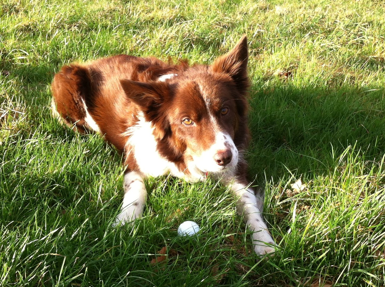 Guidelines for Dogs at Sheldon Retreat